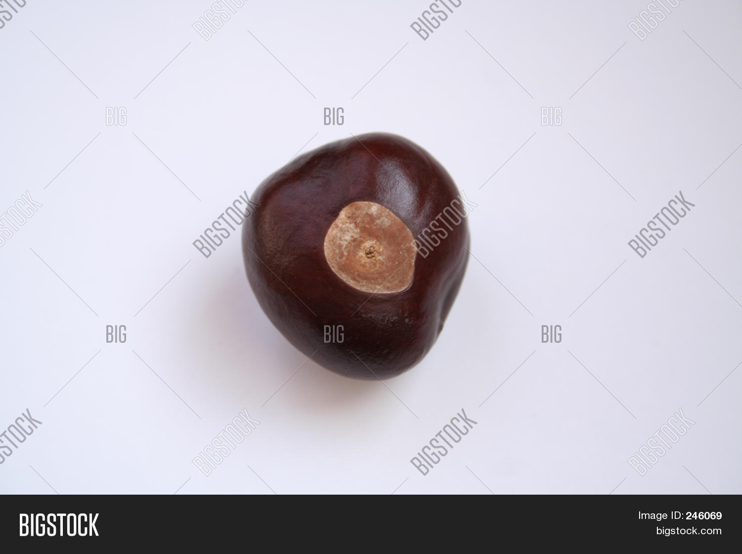 Buckeye Image & Photo (Free Trial) | Bigstock