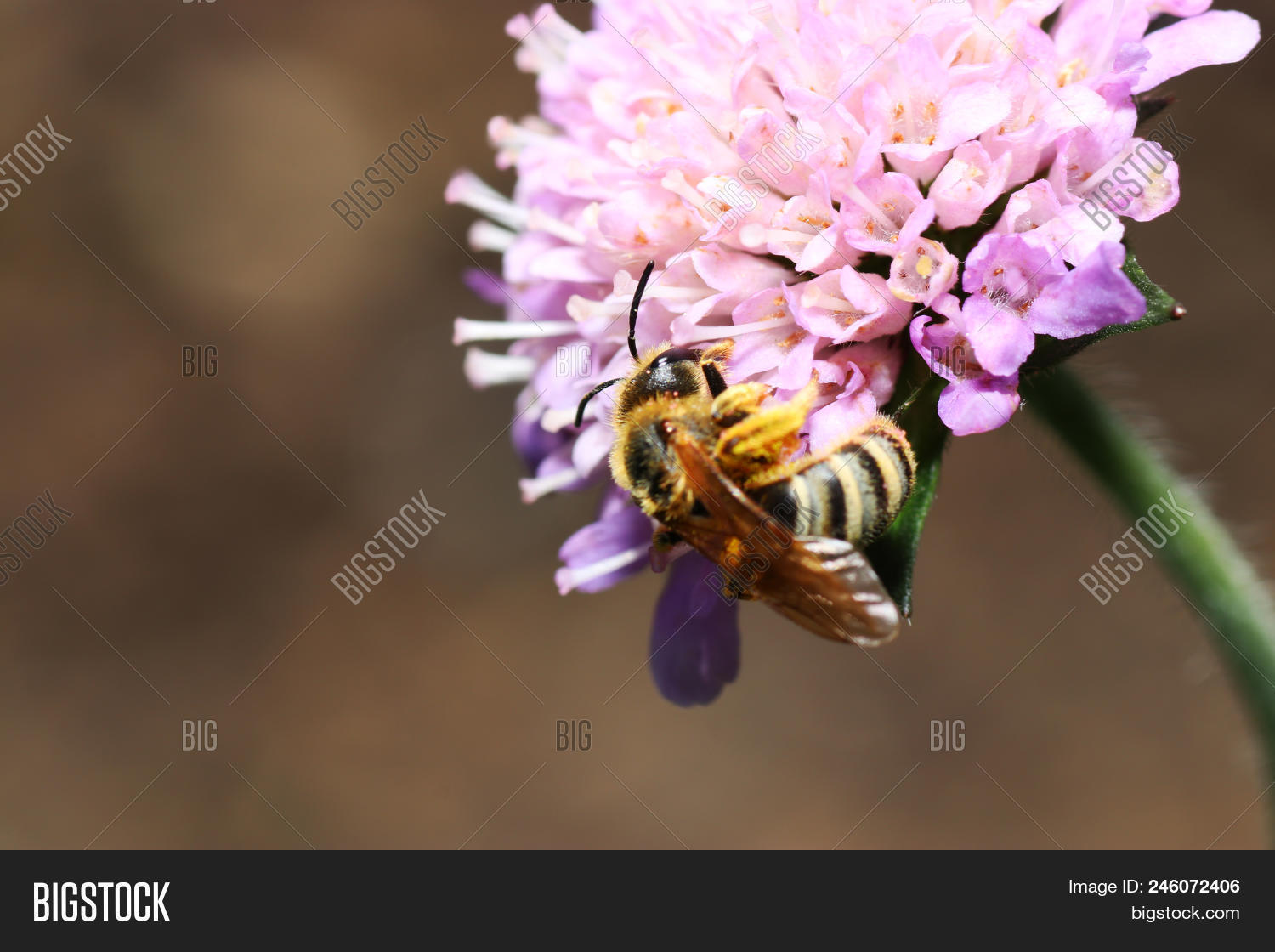 Wild Bees All Bee Image & Photo (Free Trial) | Bigstock