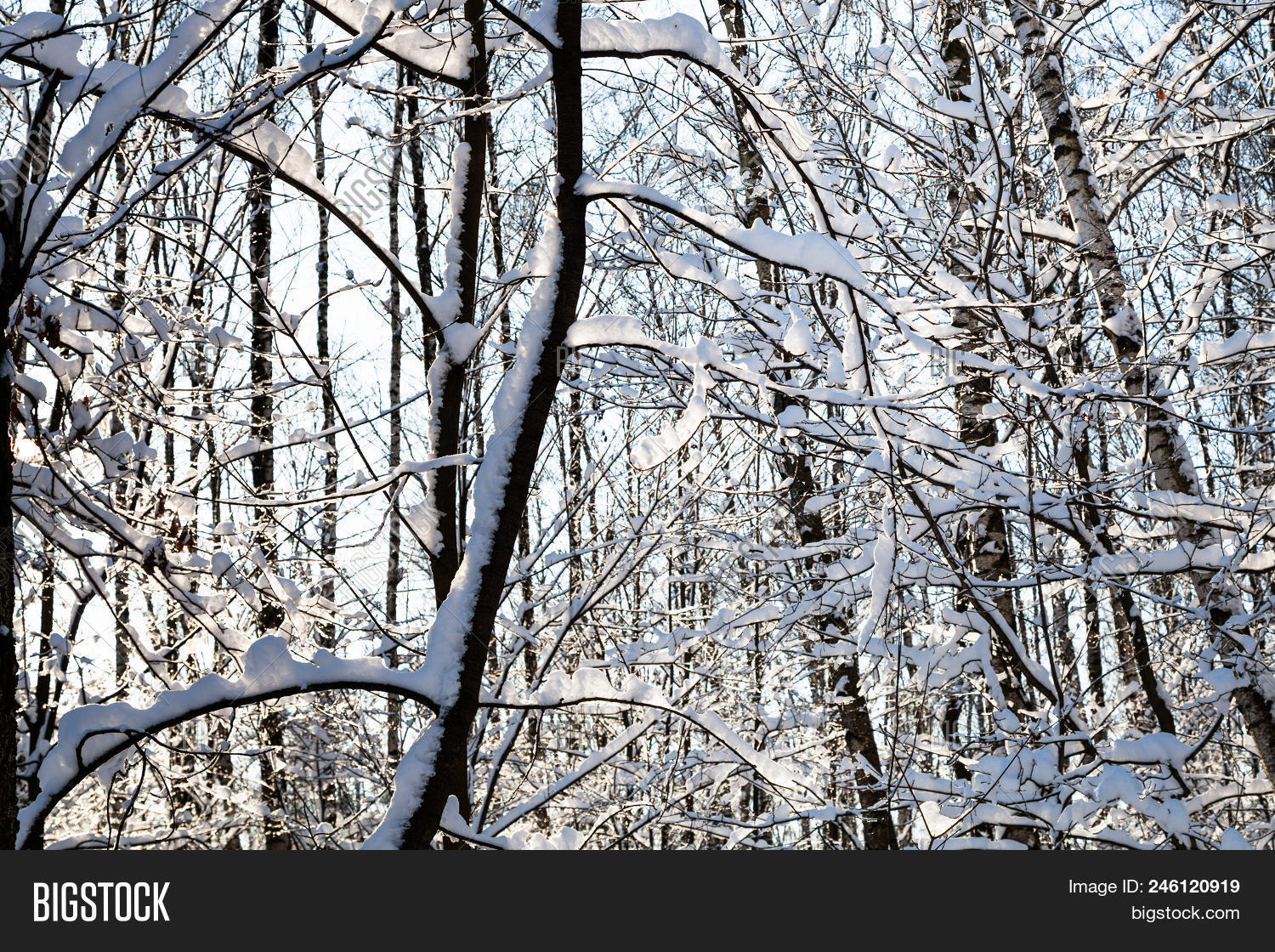 Snow-covered Branches Image & Photo (Free Trial) | Bigstock
