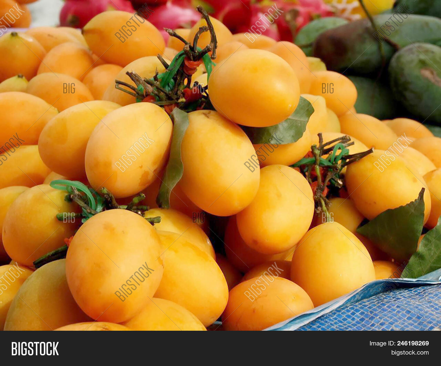 Plango Plum Mango, Image & Photo (Free Trial) | Bigstock