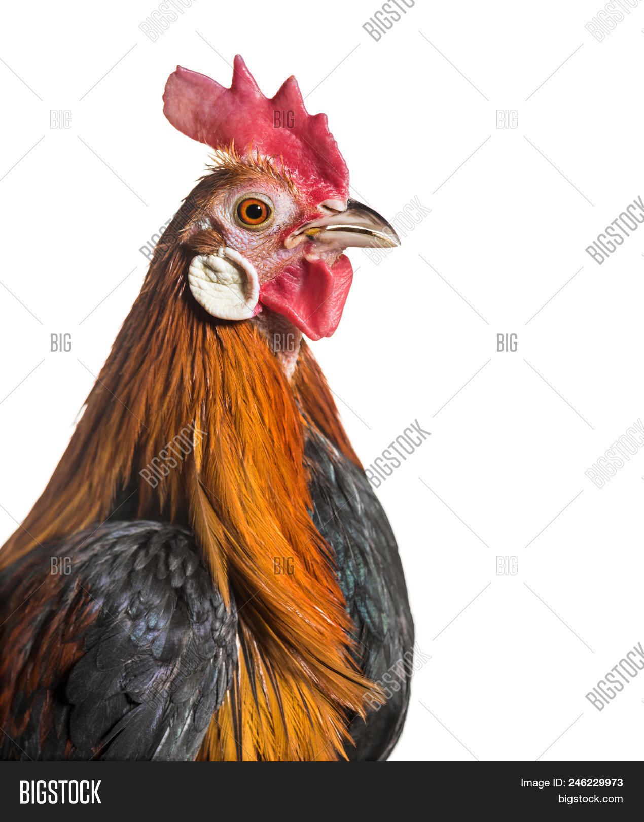 Phoenix Chicken, Image & Photo (Free Trial) | Bigstock