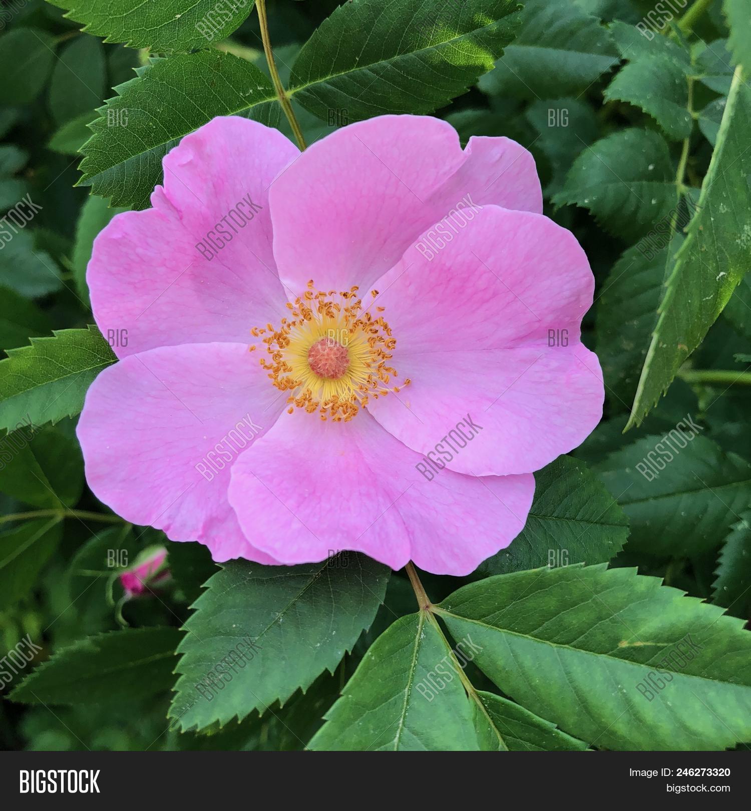 Prickly Wild Rose Image & Photo (Free Trial) | Bigstock