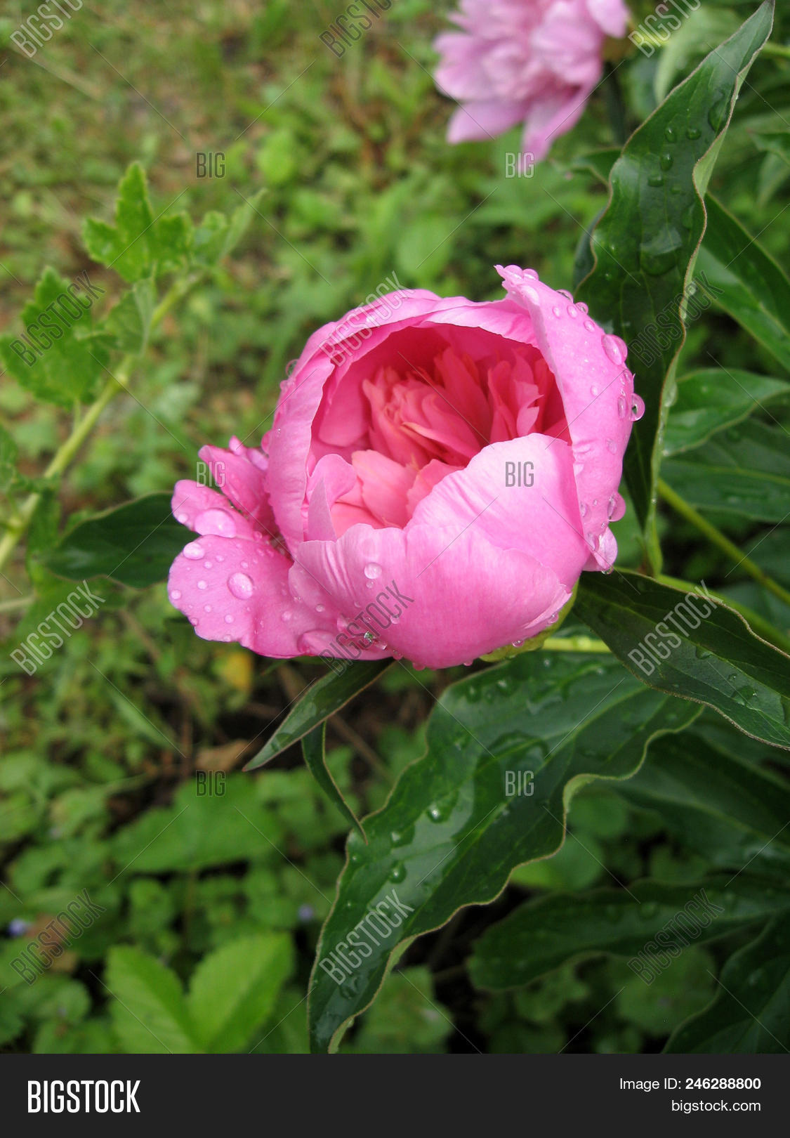 Pink Peonies Garden. Image & Photo (Free Trial) | Bigstock