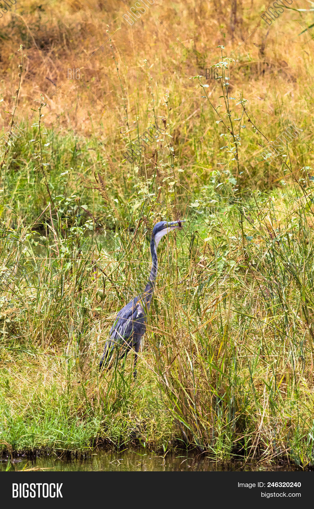 Large Blue Heron Image & Photo (Free Trial) | Bigstock