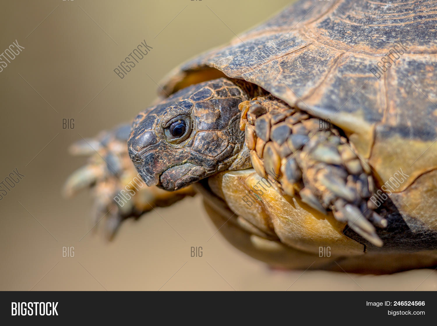 Marginated Tortoise ( Image & Photo (Free Trial) | Bigstock