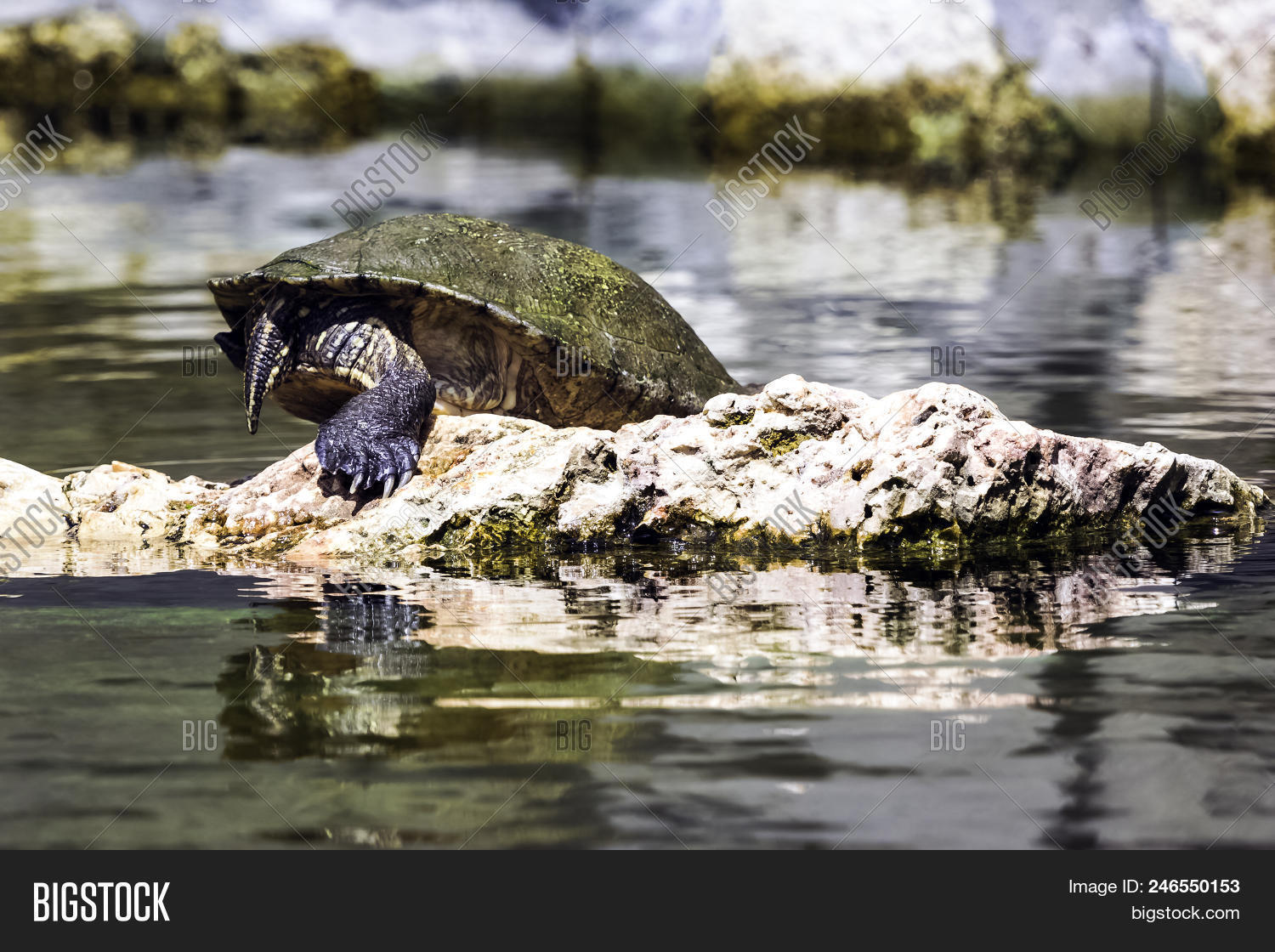 Cuban Slider ( Image & Photo (Free Trial) | Bigstock