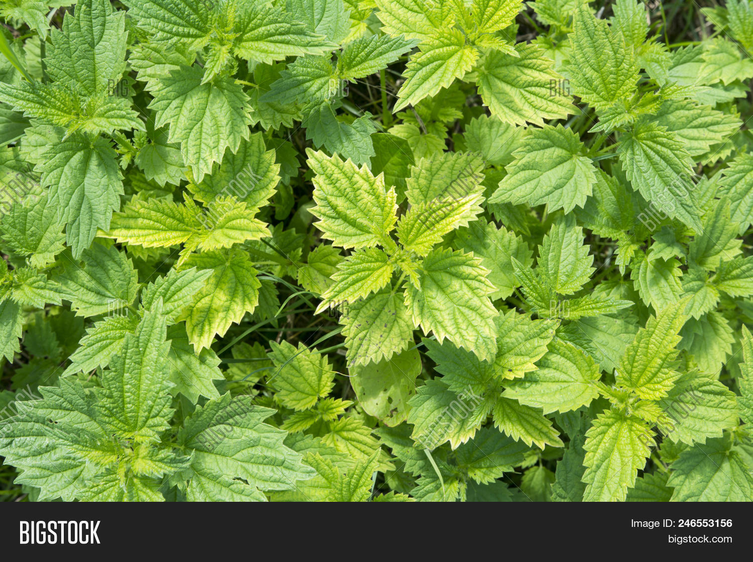 Henbit Dead-nettle Image & Photo (Free Trial) | Bigstock