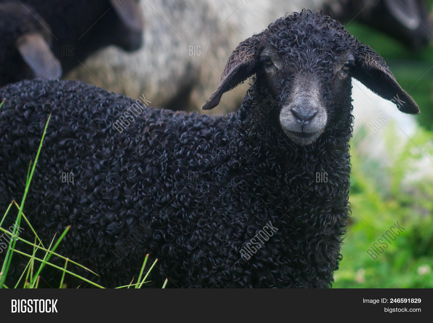 Black Sheep Face