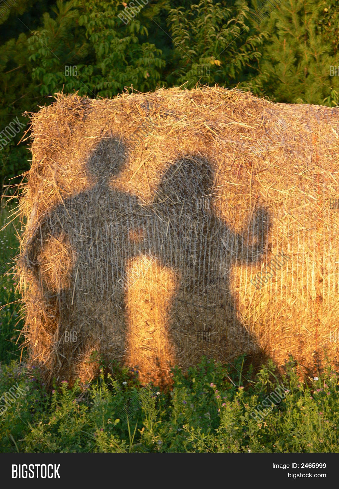Shadow Fun On Hay Bail Image & Photo (Free Trial) | Bigstock
