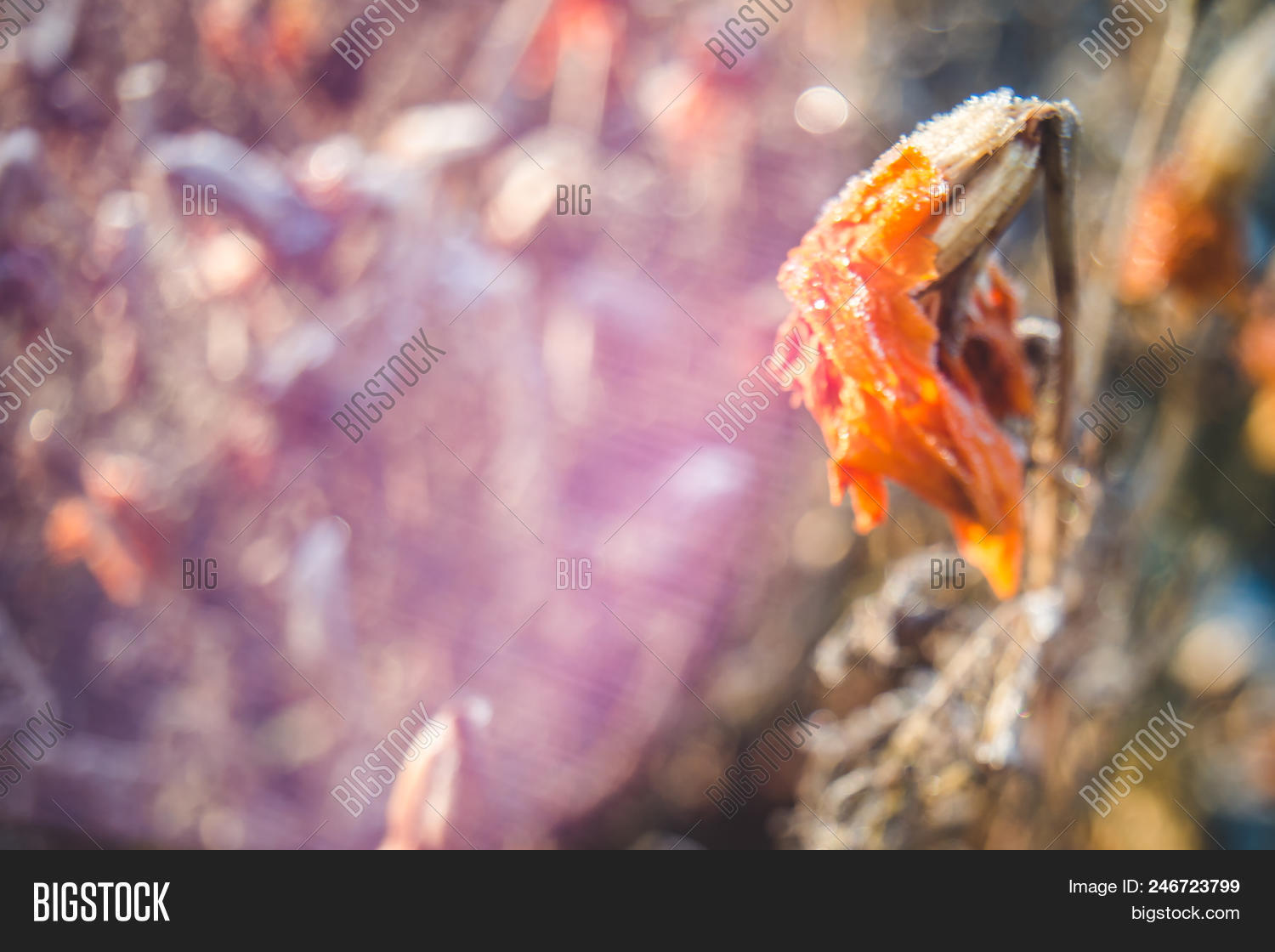 Withered Marigold Image & Photo (Free Trial) | Bigstock
