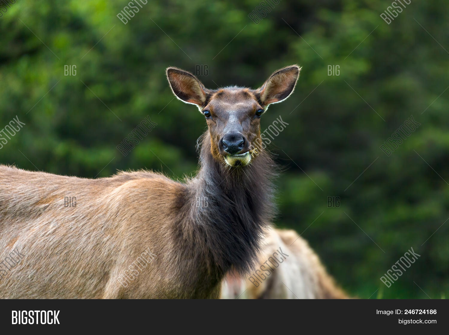 Elk Staring While Image & Photo (Free Trial) | Bigstock