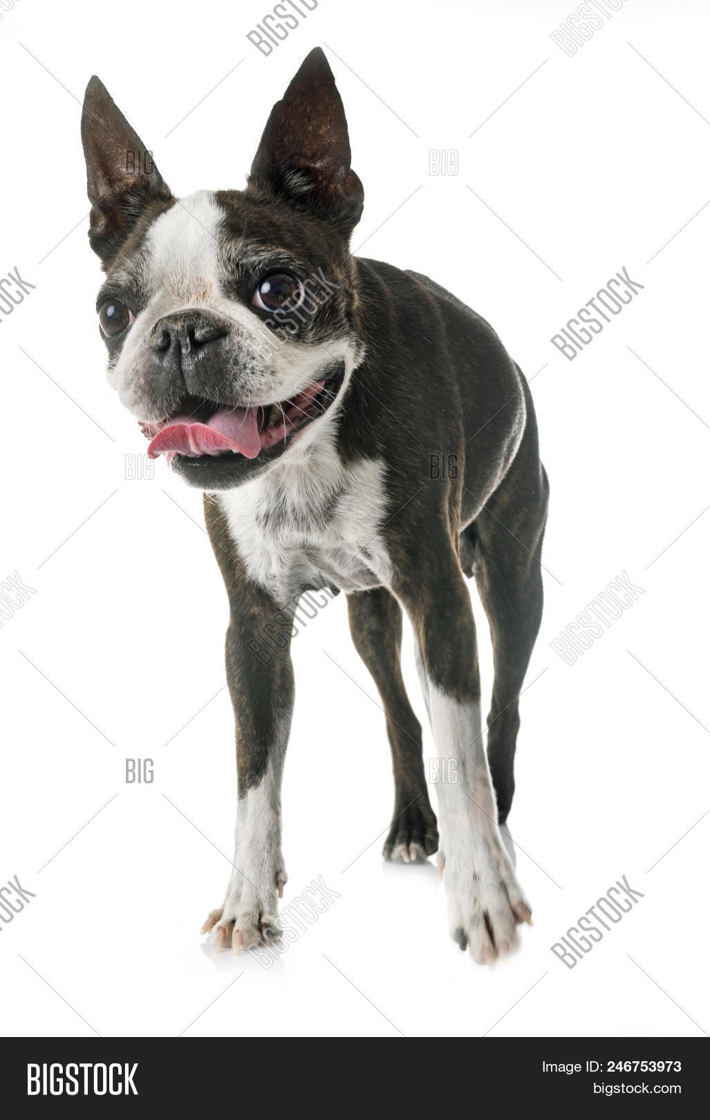 Boston Terrier Front Image & Photo (Free Trial) | Bigstock