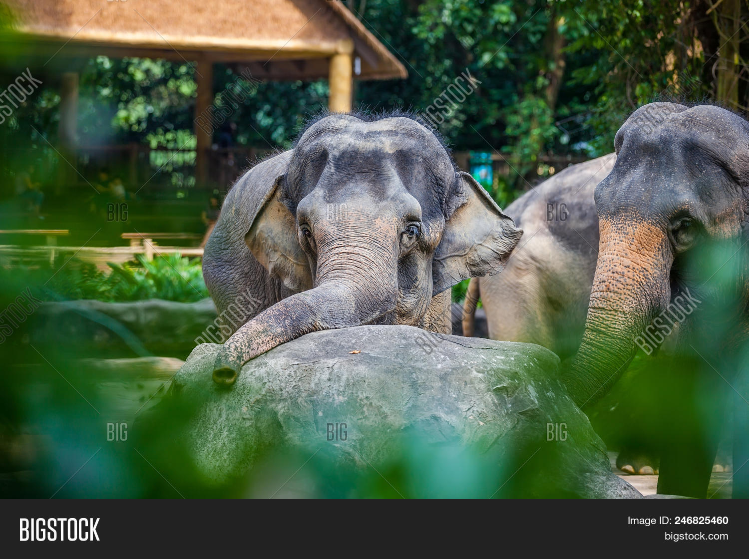 Sad Young Elephant Image & Photo (Free Trial) | Bigstock
