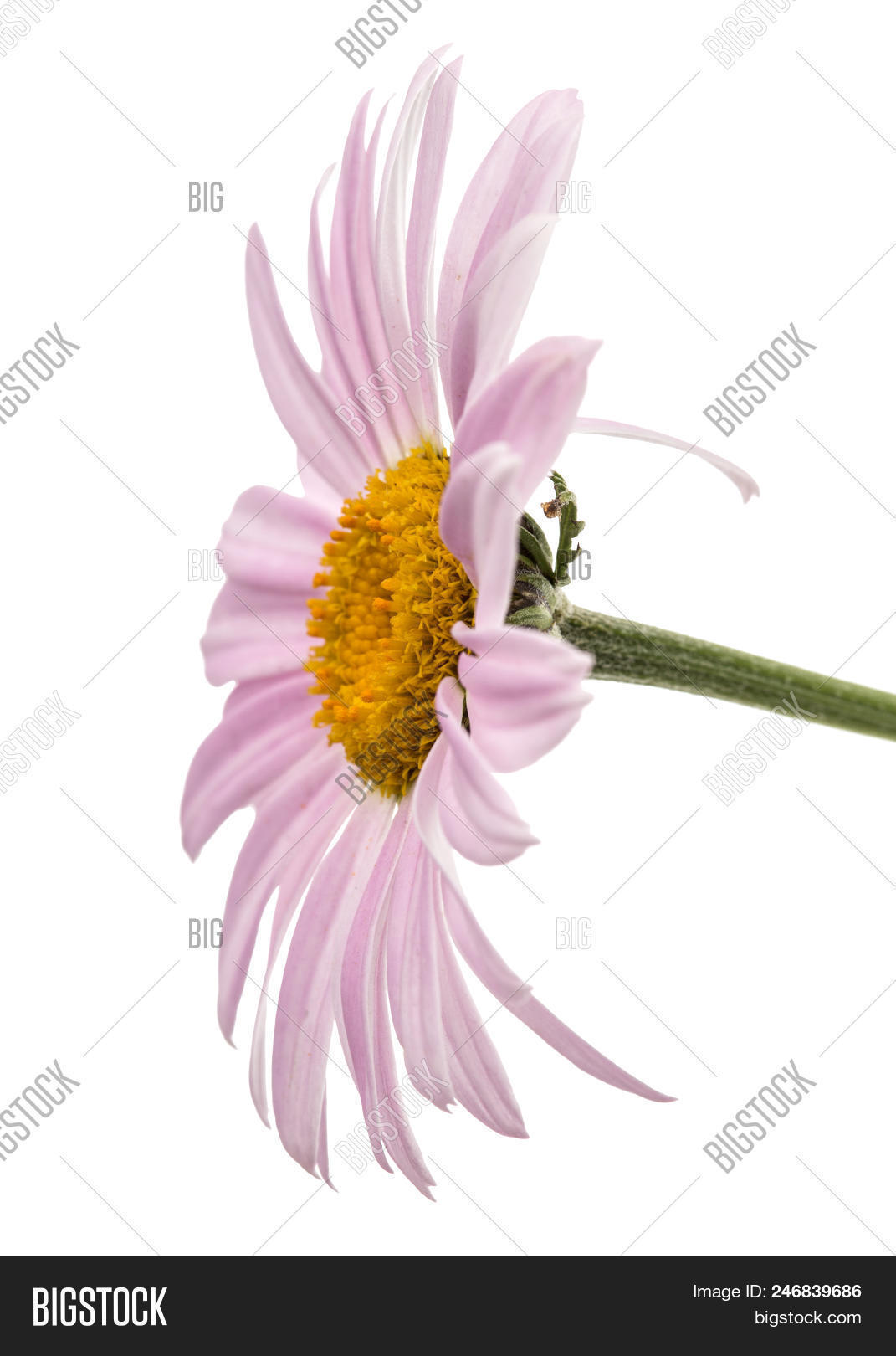 Flowers Pyrethrum, Image & Photo (Free Trial) | Bigstock