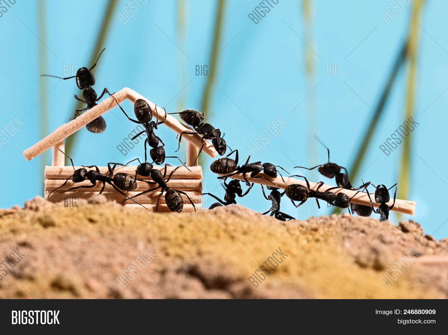 Black Ants Building Image & Photo (Free Trial) | Bigstock