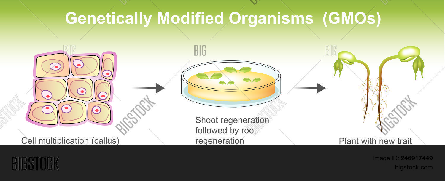 Genetically Modified Vector & Photo (Free Trial) | Bigstock