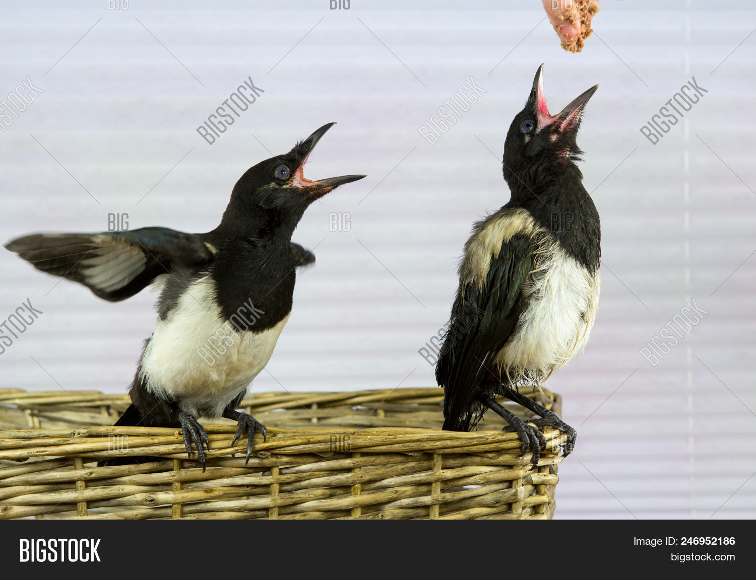 Two Young Magpies Get Image & Photo (Free Trial) | Bigstock
