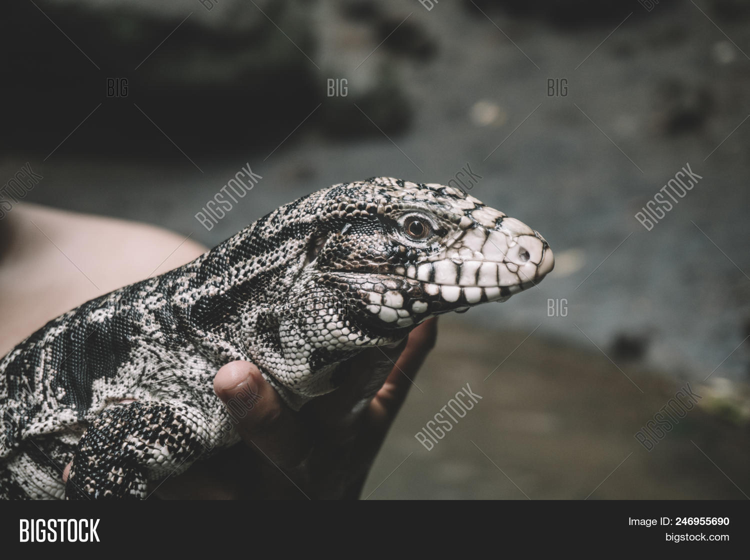 Brazilian Big Lizard. Image & Photo (Free Trial) | Bigstock