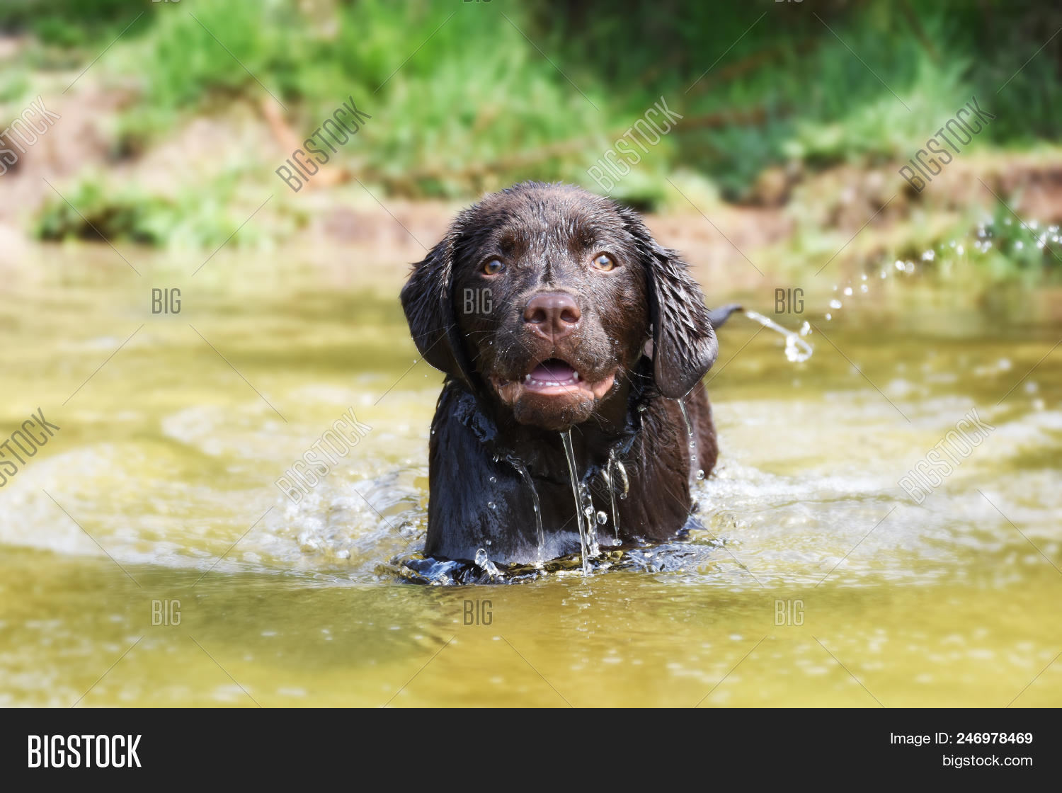 Labrador Puppy Image & Photo (Free Trial) | Bigstock