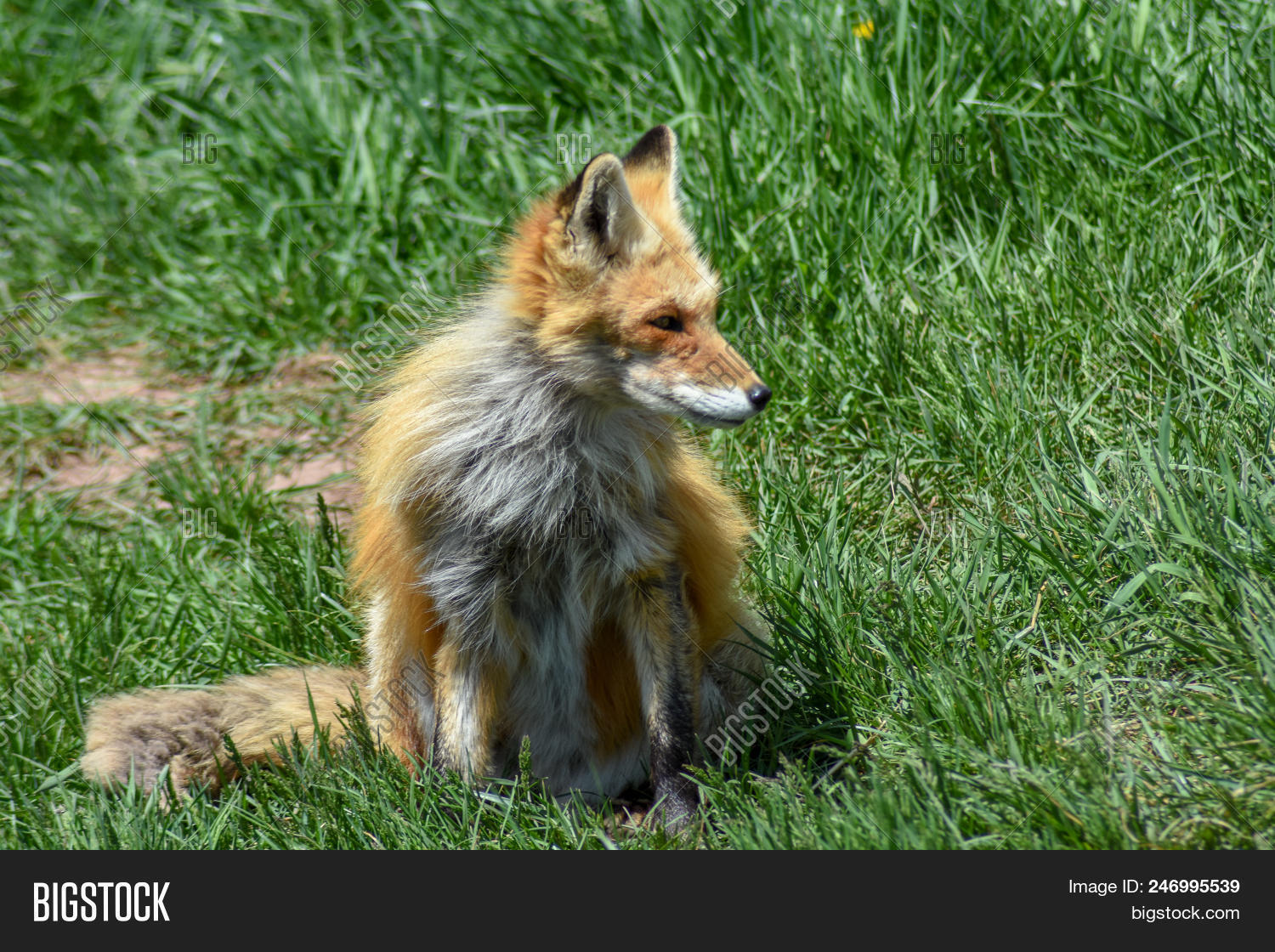 Pretty Red Fox Sitting Image & Photo (Free Trial) | Bigstock
