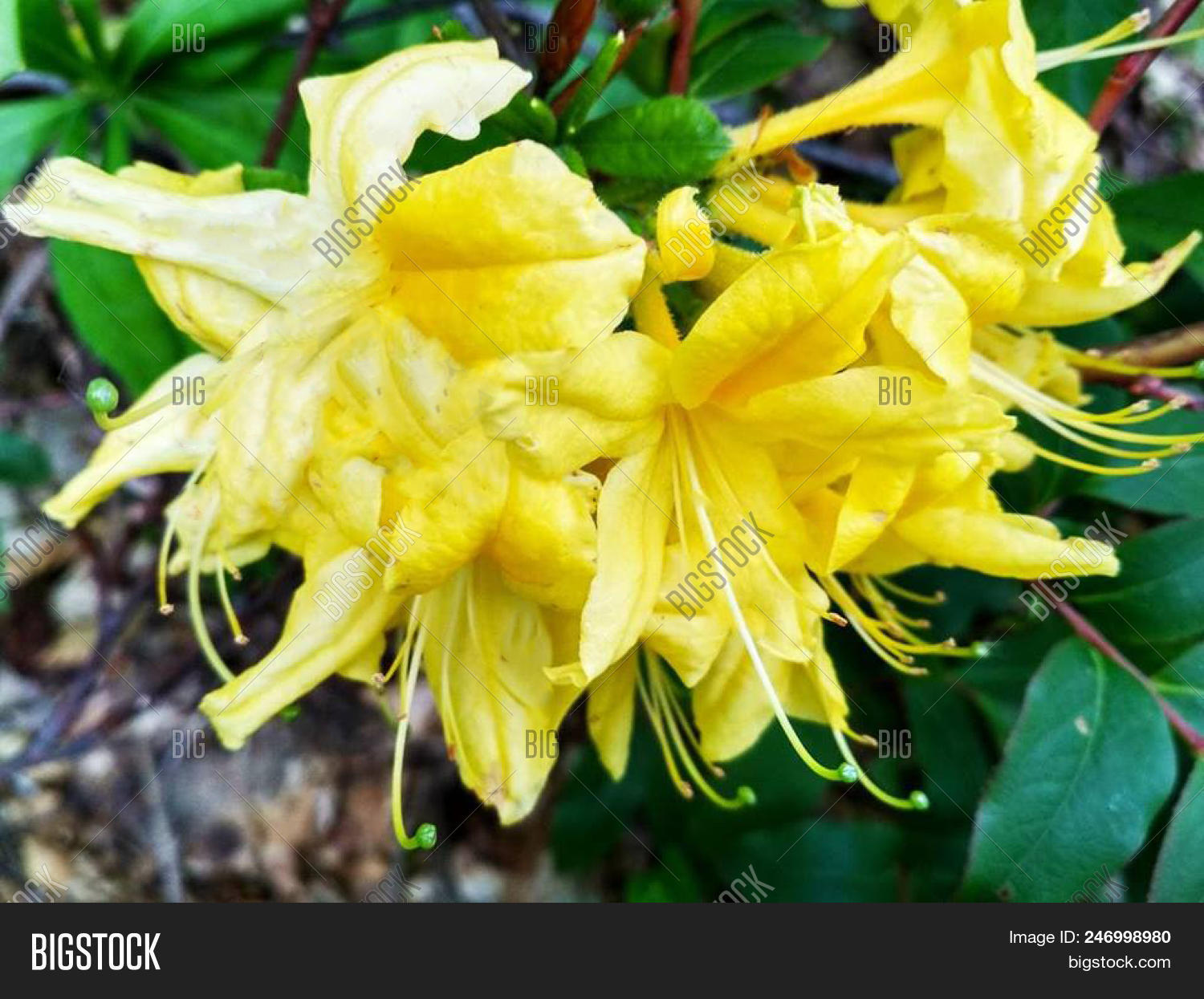 Flower Garden Sunny Image & Photo (Free Trial) | Bigstock