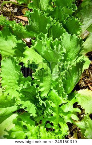 Iceberg Lettuce Image & Photo (Free Trial) | Bigstock