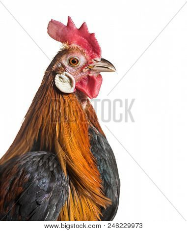Phoenix Chicken, Image & Photo (Free Trial) | Bigstock