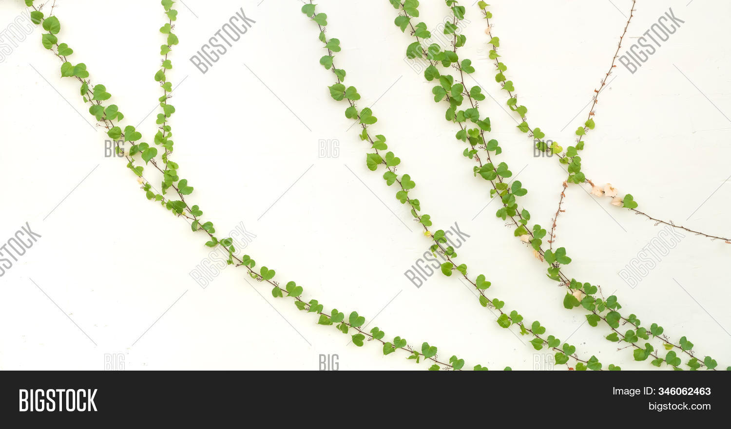 Ivy Isolated On White Image & Photo (Free Trial) | Bigstock