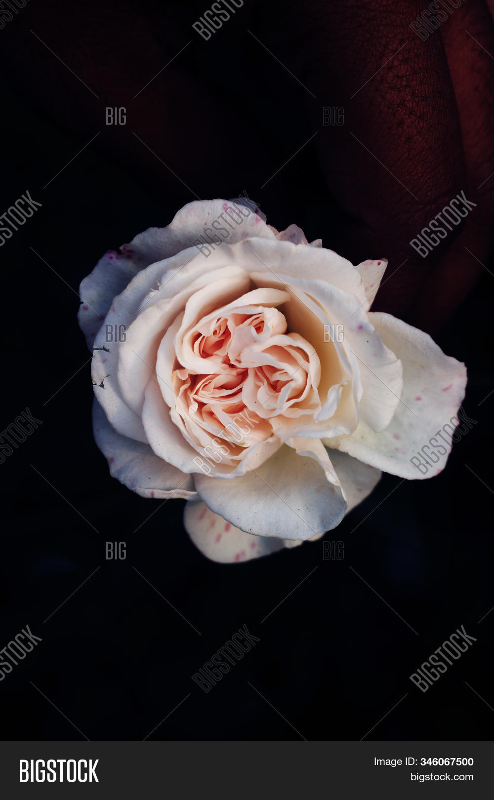 Hybrid Tea Rose. White Image & Photo (Free Trial) | Bigstock