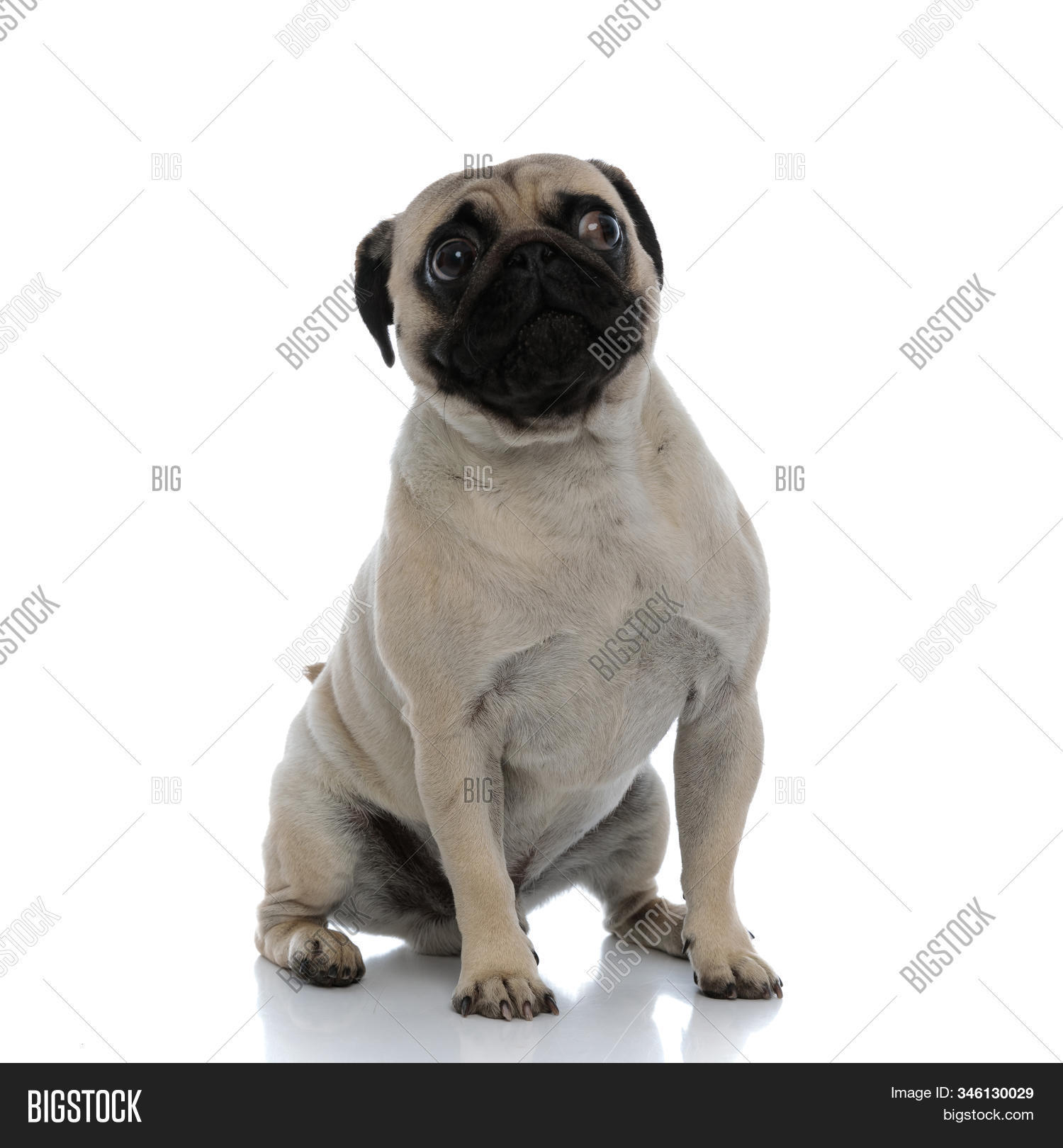 Frightened Pug Looking Image & Photo (Free Trial) | Bigstock