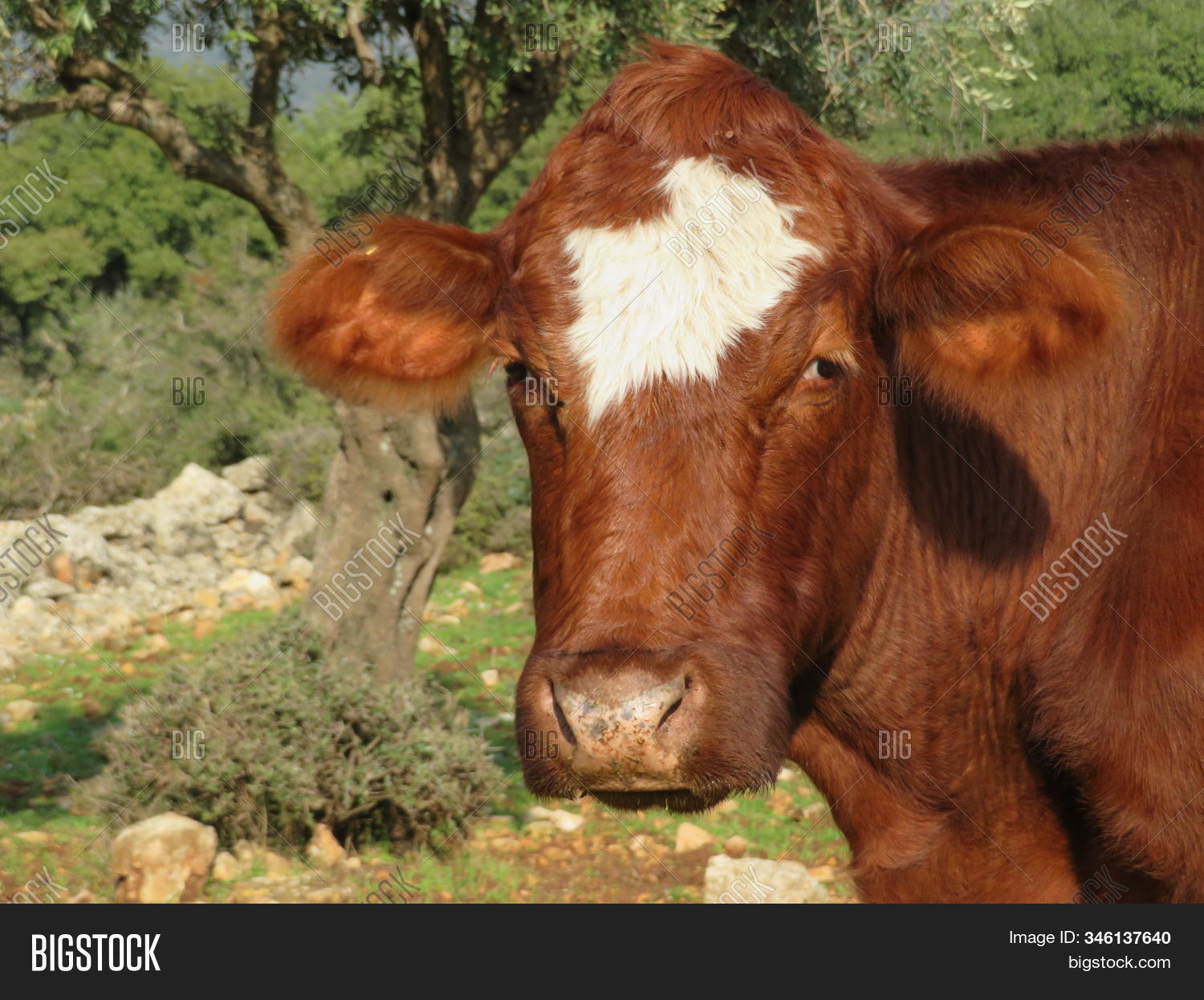 Red Cow Face Close Image & Photo (Free Trial) | Bigstock