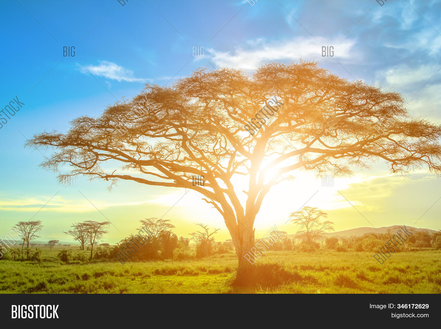 African Acacia Tree Image & Photo (Free Trial) | Bigstock
