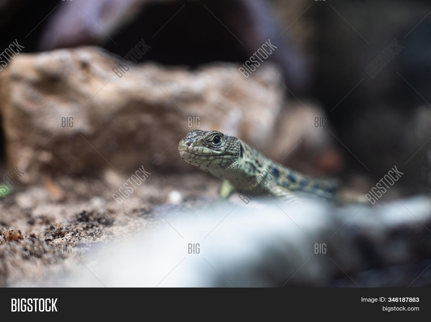 Green Lizard Long Tail Image & Photo (Free Trial) | Bigstock