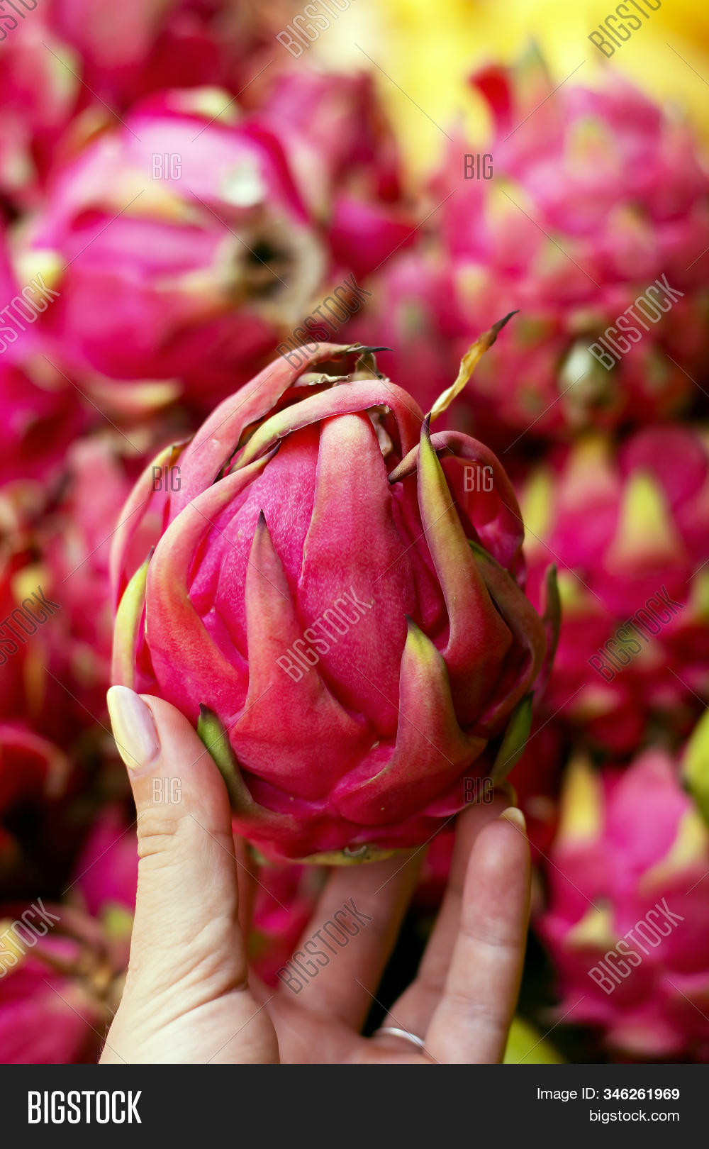 Pink Dragon Fruits Image & Photo (Free Trial) | Bigstock