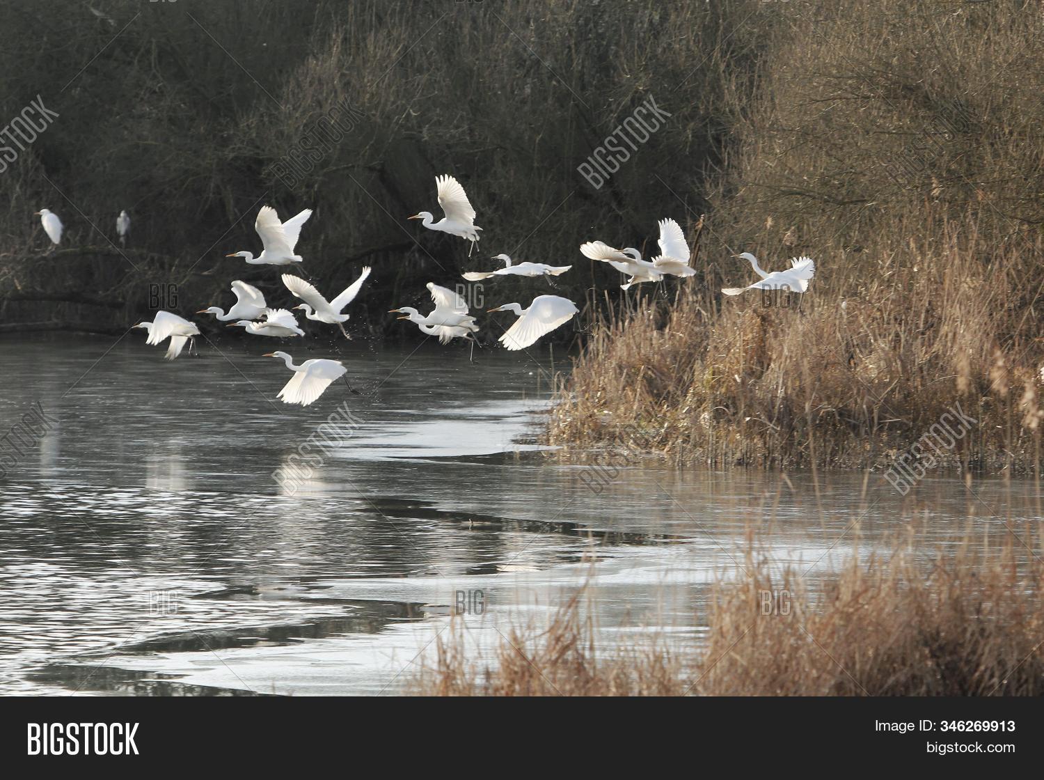 Flock Great Egrets, Image & Photo (Free Trial) | Bigstock