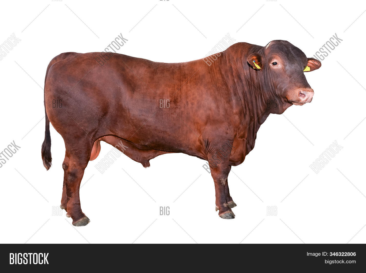 Big Brown Bull Image & Photo (Free Trial) | Bigstock
