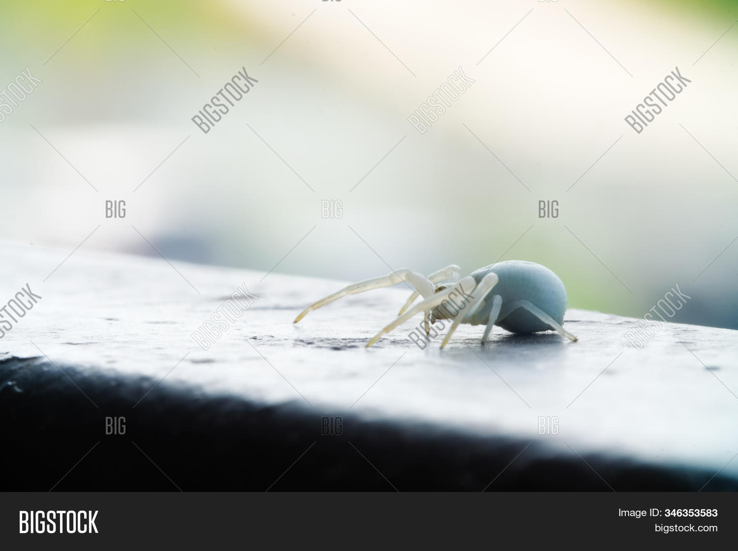 Spider Sits On Flat Image & Photo (Free Trial) | Bigstock