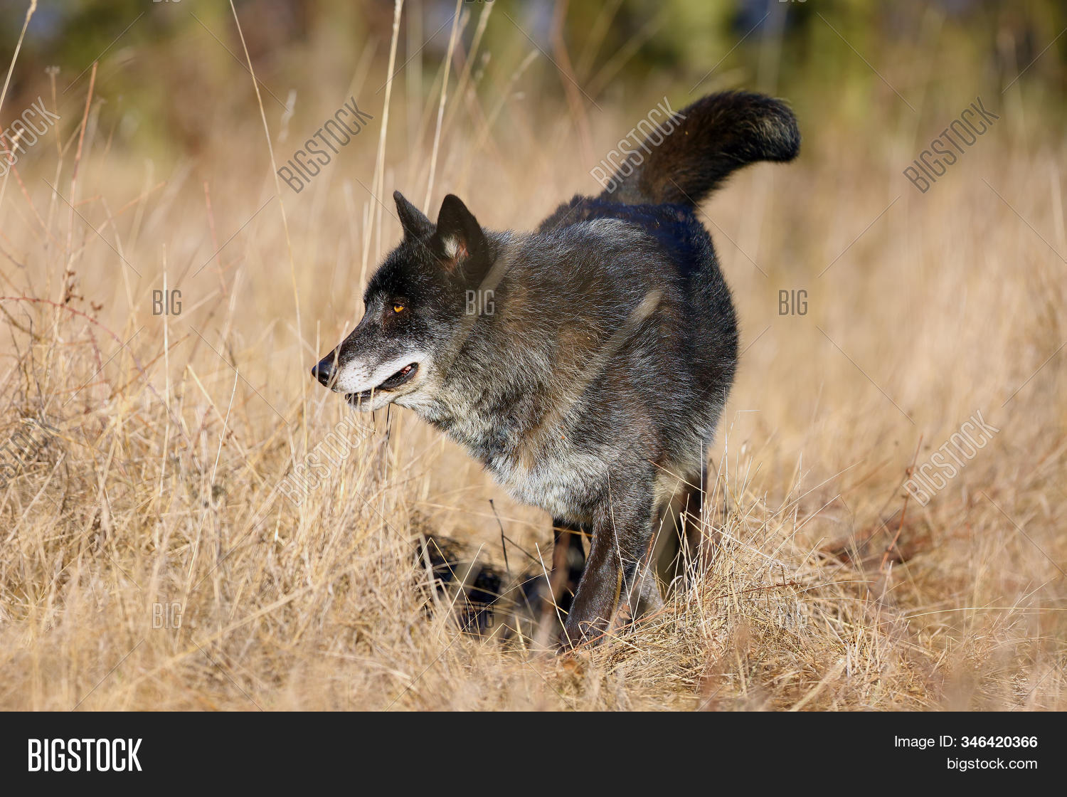 Northwestern Wolf ( Image & Photo (Free Trial) | Bigstock