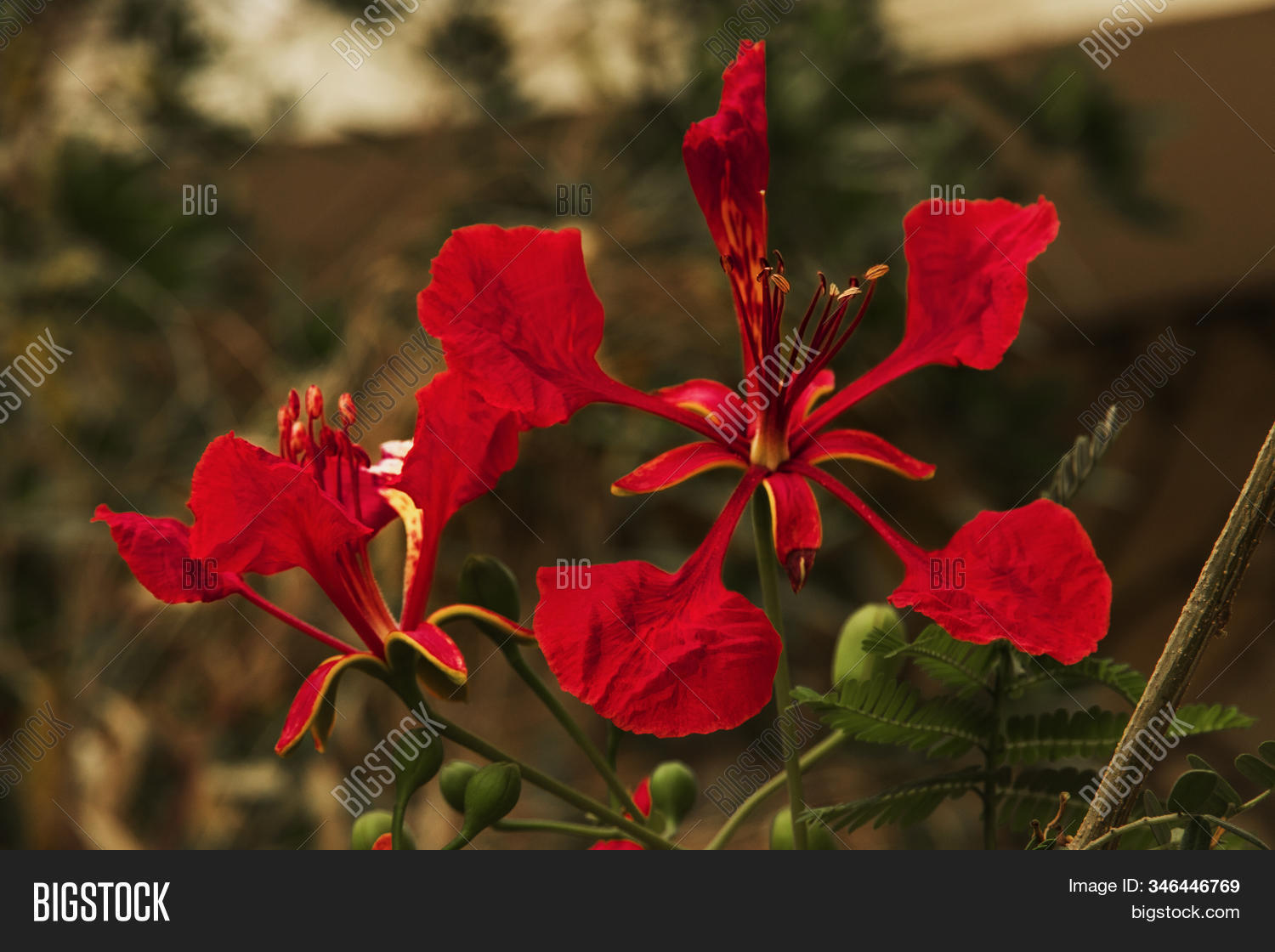 Bright Red Flowers Image & Photo (Free Trial) | Bigstock