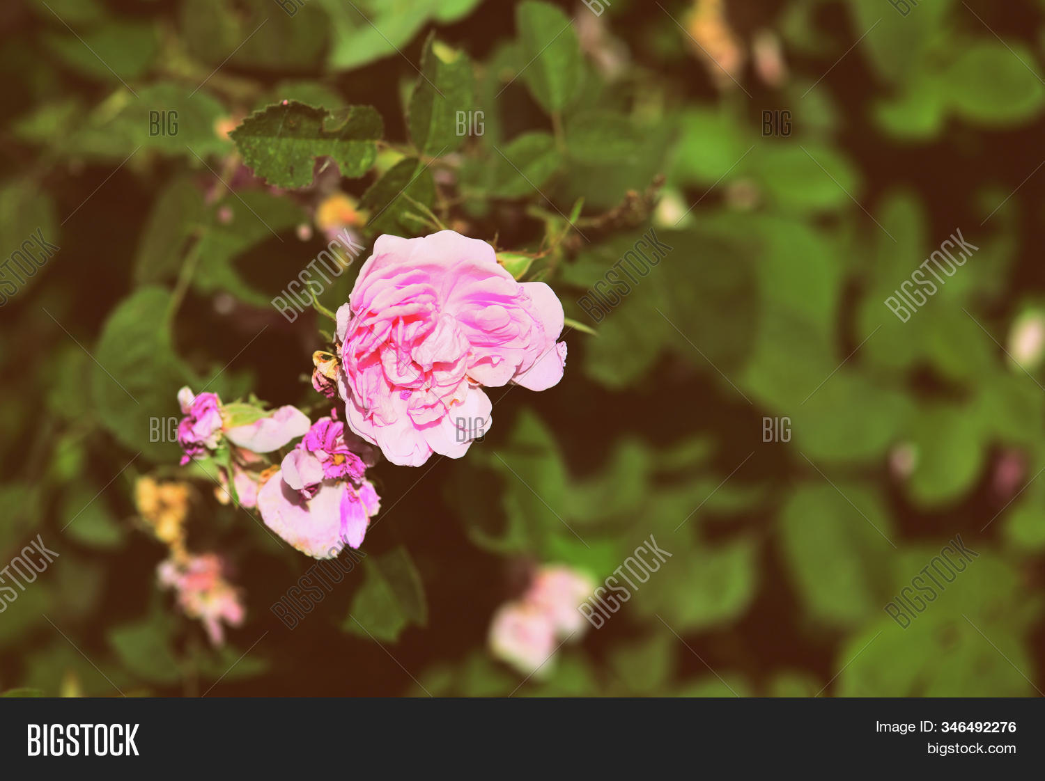 Pink Roses Wither Heat Image & Photo (Free Trial) | Bigstock