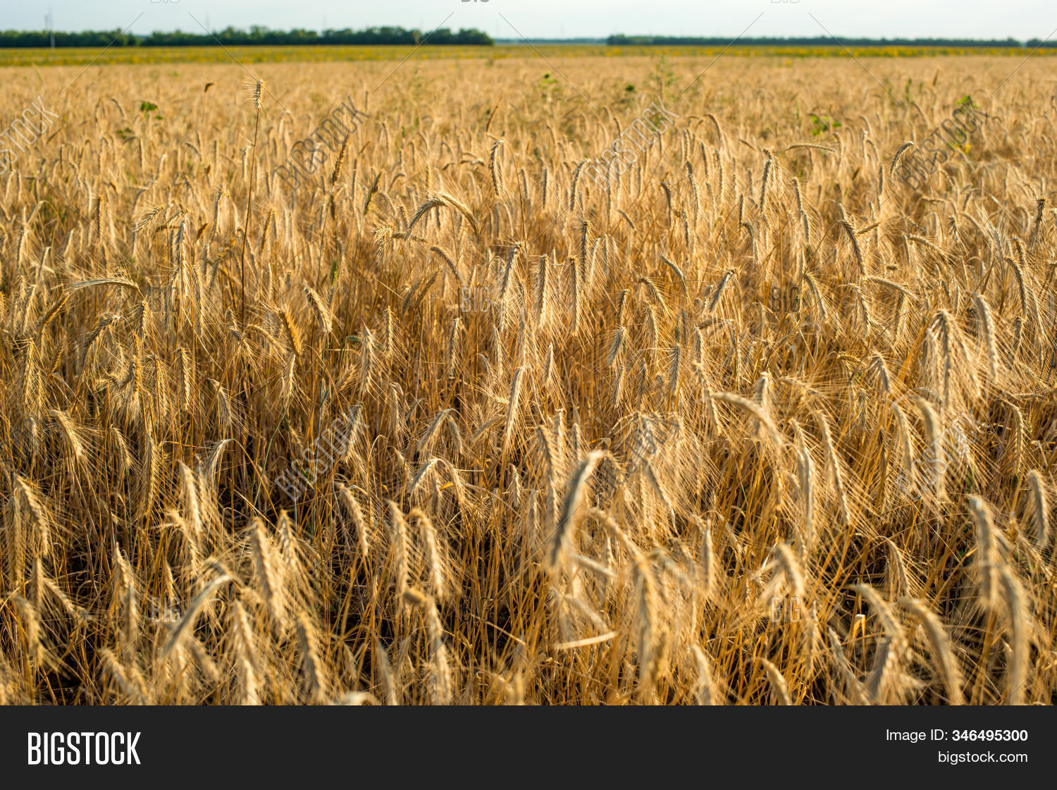 Field Golden Wheat Image & Photo (Free Trial) | Bigstock