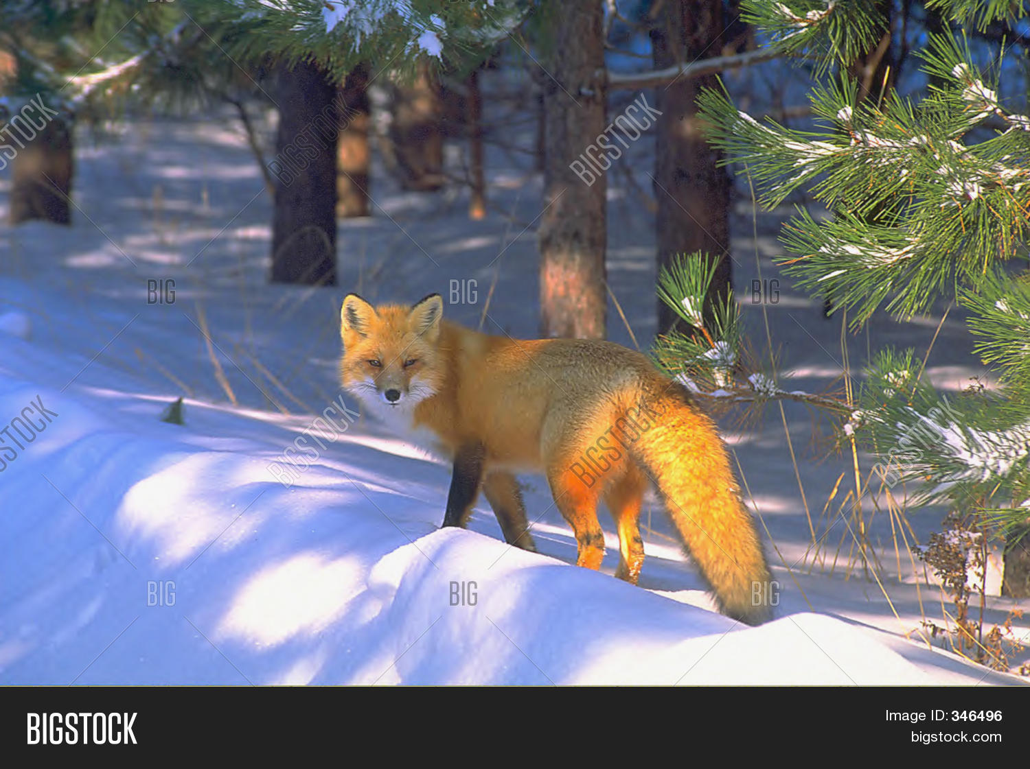 Red Fox Golden Light Image & Photo (Free Trial) | Bigstock