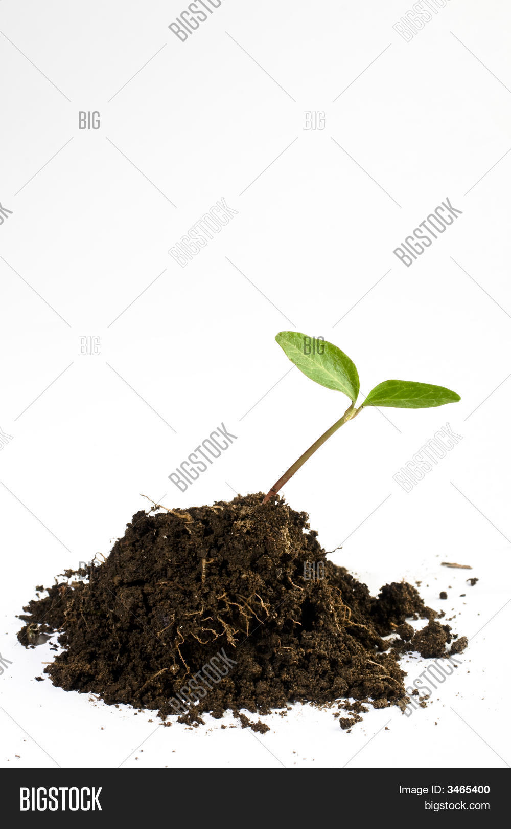 Growing Image & Photo (Free Trial) | Bigstock
