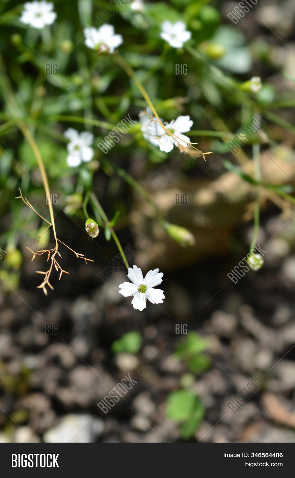 Alpine Catchfly Flower Image & Photo (Free Trial) | Bigstock