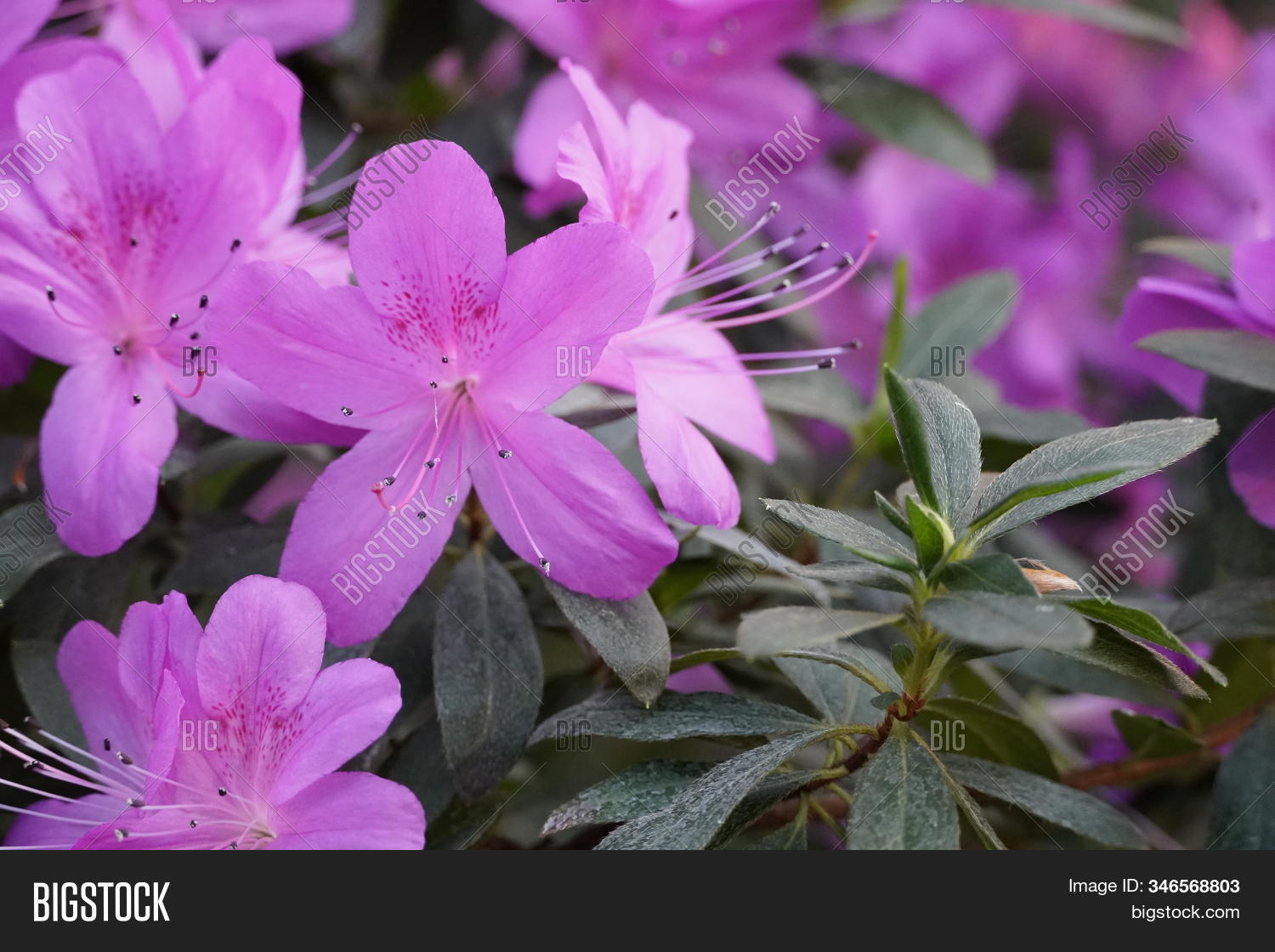 Blooming Azaleas Image & Photo (Free Trial) | Bigstock