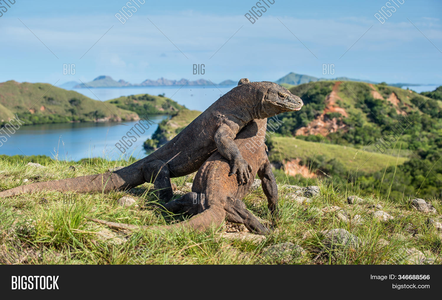 Fighting Comodo Dragon Image & Photo (Free Trial) | Bigstock