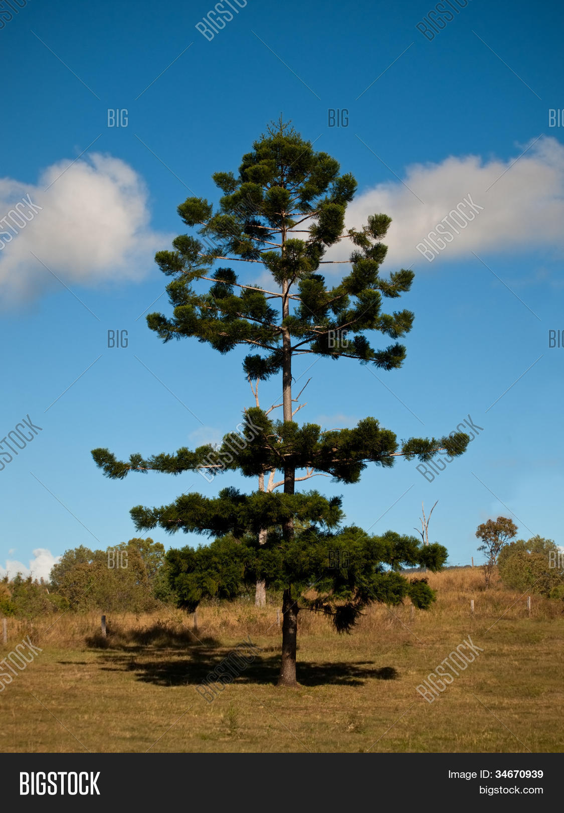 Bunya Pine Tree Image & Photo (Free Trial) | Bigstock