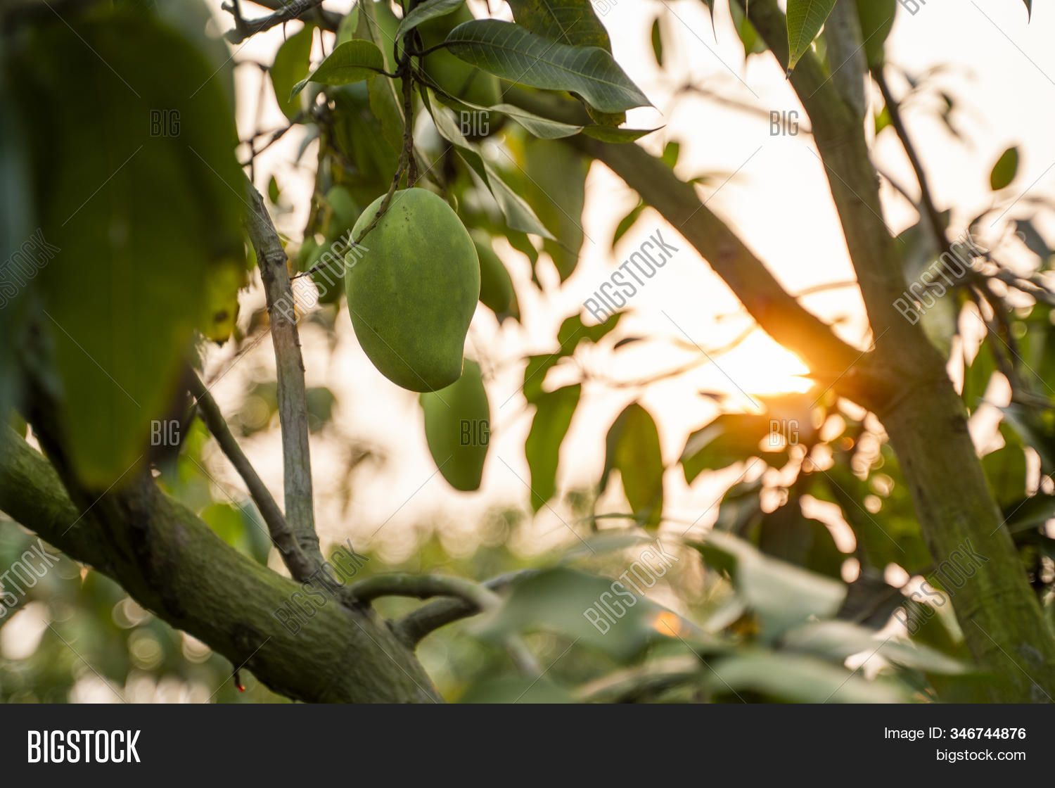 Green Mangoes On Tree Image & Photo (Free Trial) | Bigstock