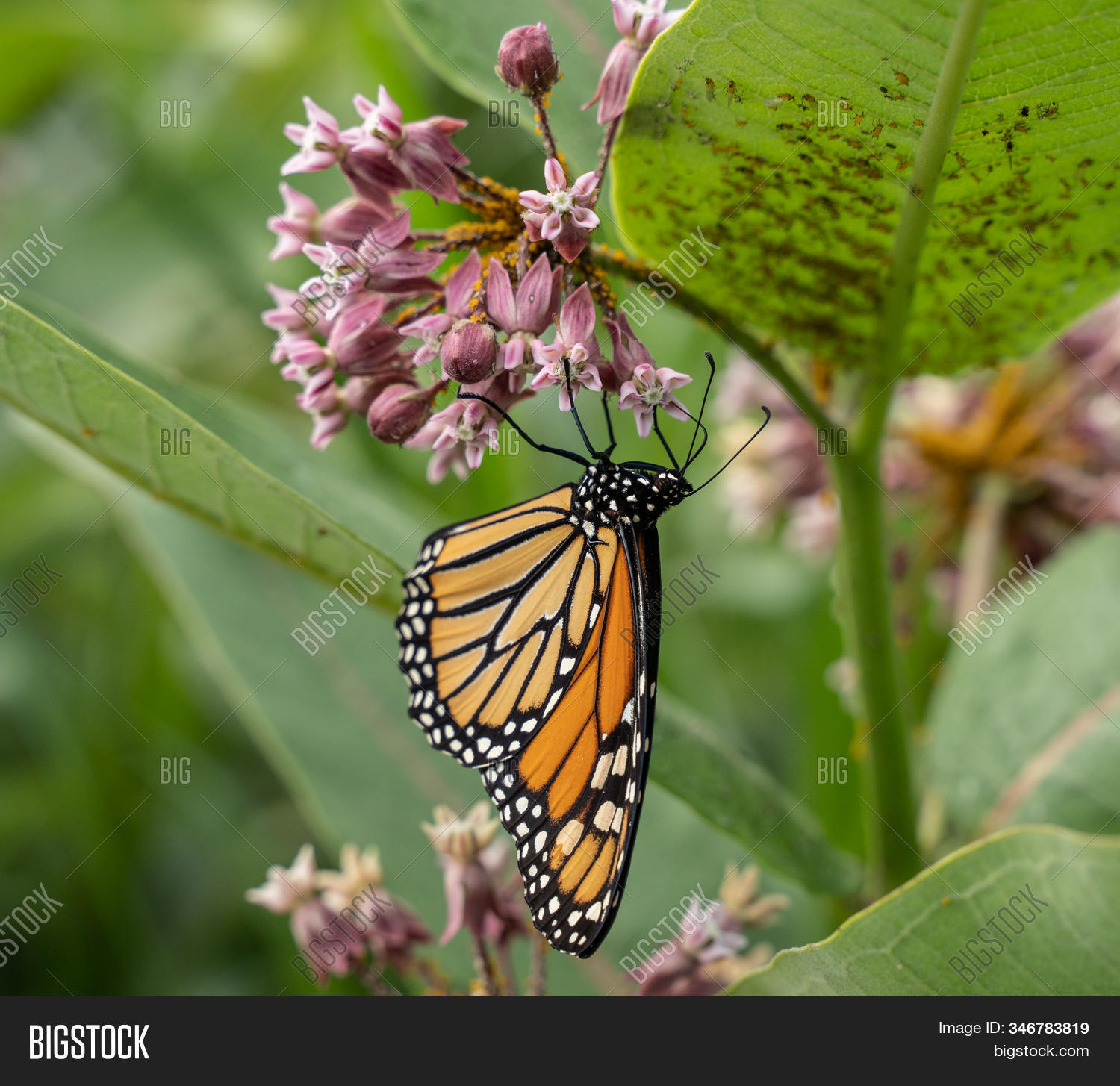 Close- Monarch Image & Photo (Free Trial) | Bigstock