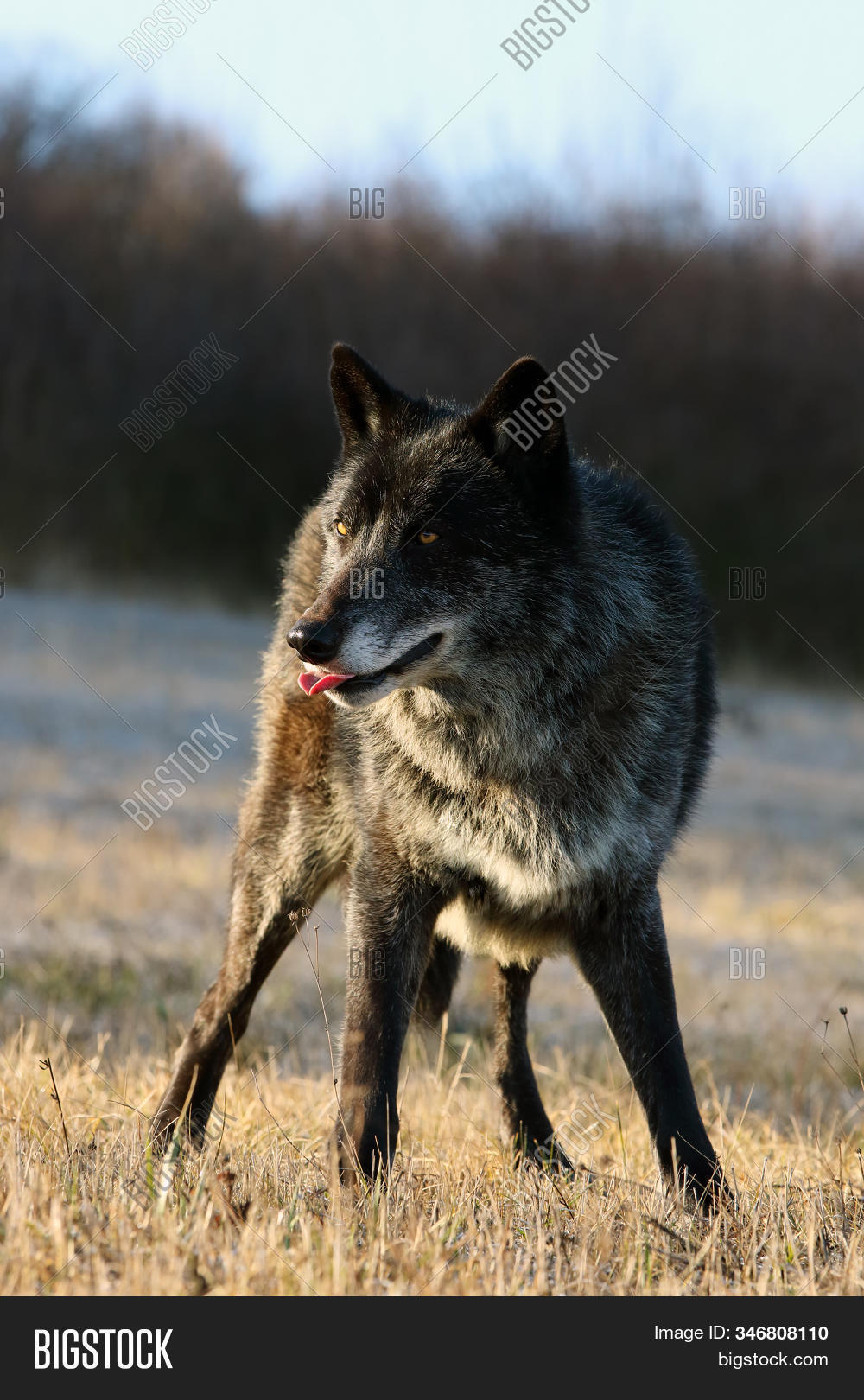 Northwestern Wolf ( Image & Photo (Free Trial) | Bigstock